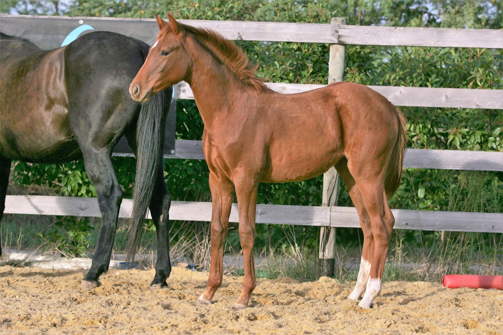 Moonwalker du Fleuve Jument SF Alezan - Cheval à vendre - Élevage du fleuve